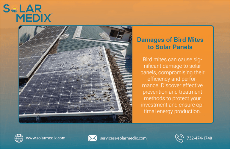 Solar Panels Protection From Bird Mites | Solar Medix